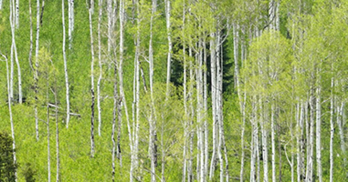 Poster Gallery – ATPI.org